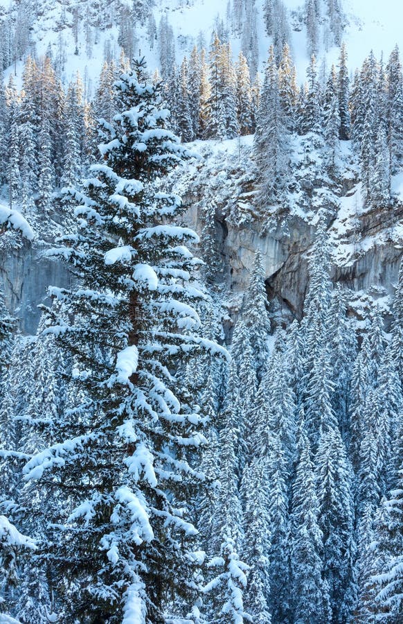 Snowy fir trees. stock photo. Image of snowy, nature - 52158628
