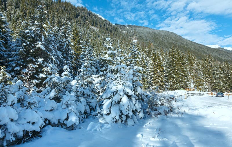 Snowy fir trees. stock photo. Image of outdoor, winter - 52157182