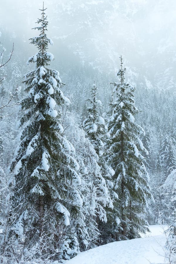 Snowy fir trees stock image. Image of slope, cloudy, forest - 51676551