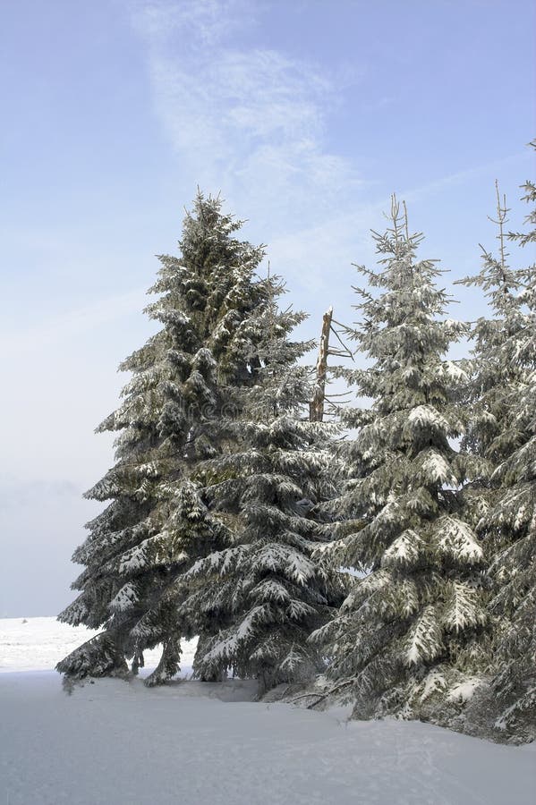 Snowy fir trees (pines) stock photo. Image of crystal, gentle - 515064