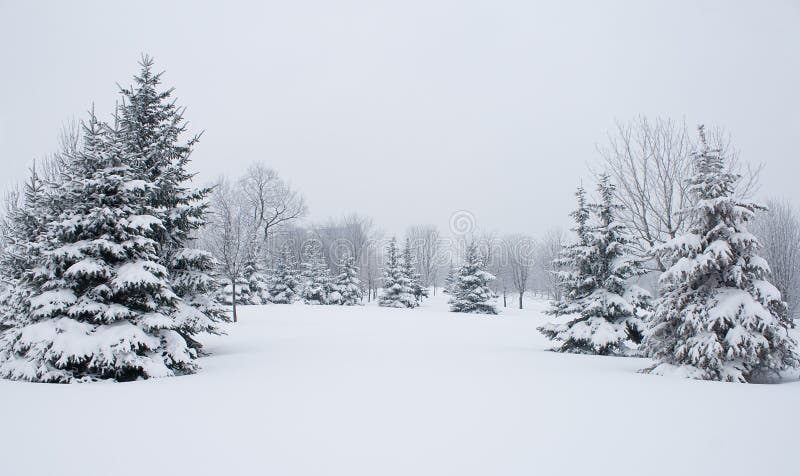 Snowy firs stock photo. Image of blizzard, christmastree - 13149304