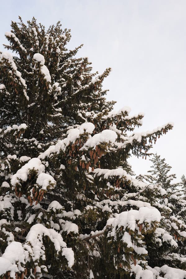 Snowy firs stock image. Image of outdoor, frosty, landscape - 37091299