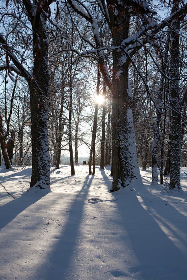 Snowy forest stock photo. Image of snow, branch, forest - 12439132