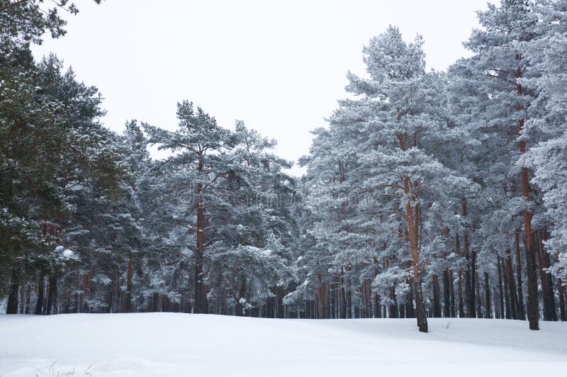 Snowy forest stock photo. Image of cold, frozen, scene - 17990046