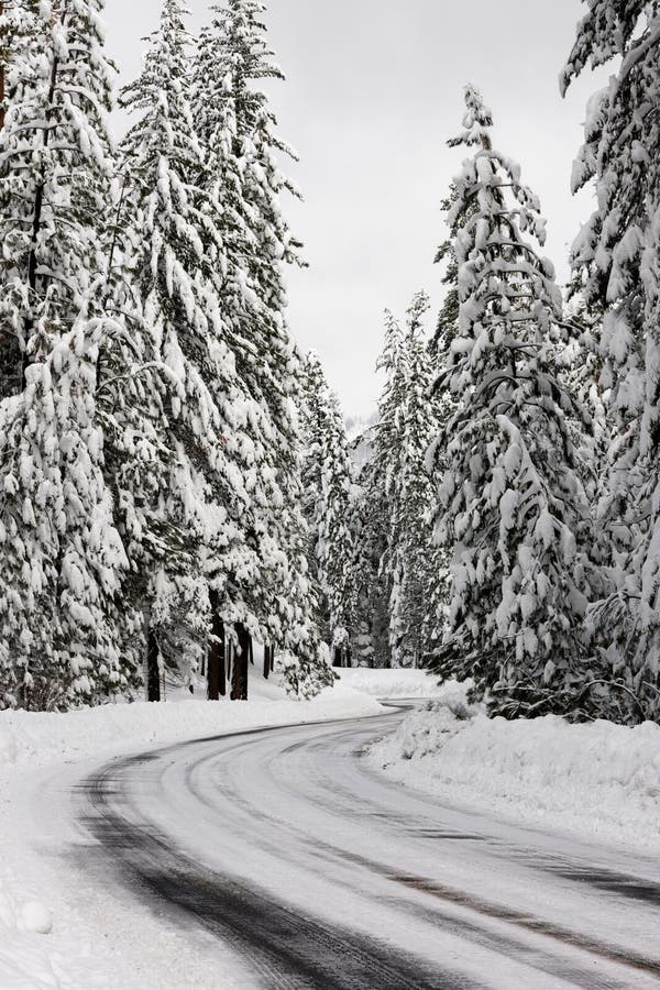 Snowy forest stock photo. Image of america, season, road - 18030962