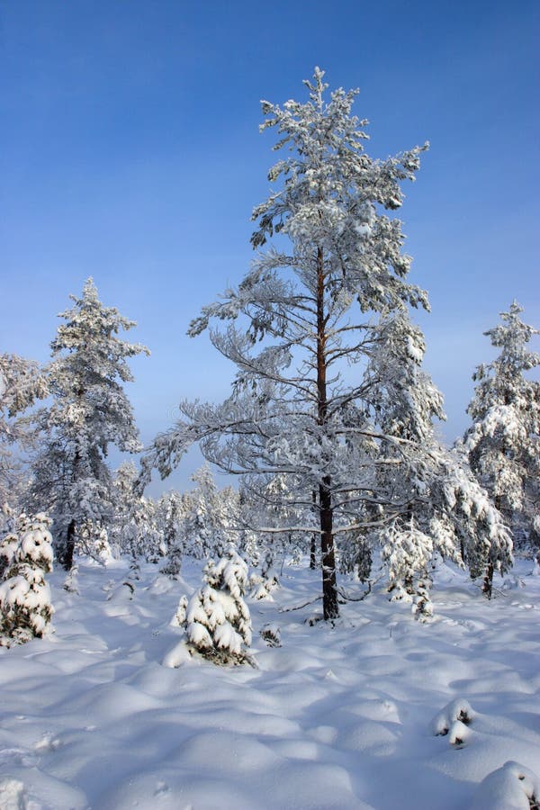 Snowy forest stock photo. Image of winter, country, winterly - 1842018