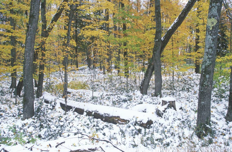 Snowy Forest stock image. Image of autumn, tranquility - 26259411