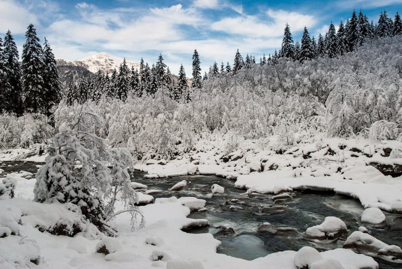 Snowy forest stock photo. Image of background, frost - 27761702
