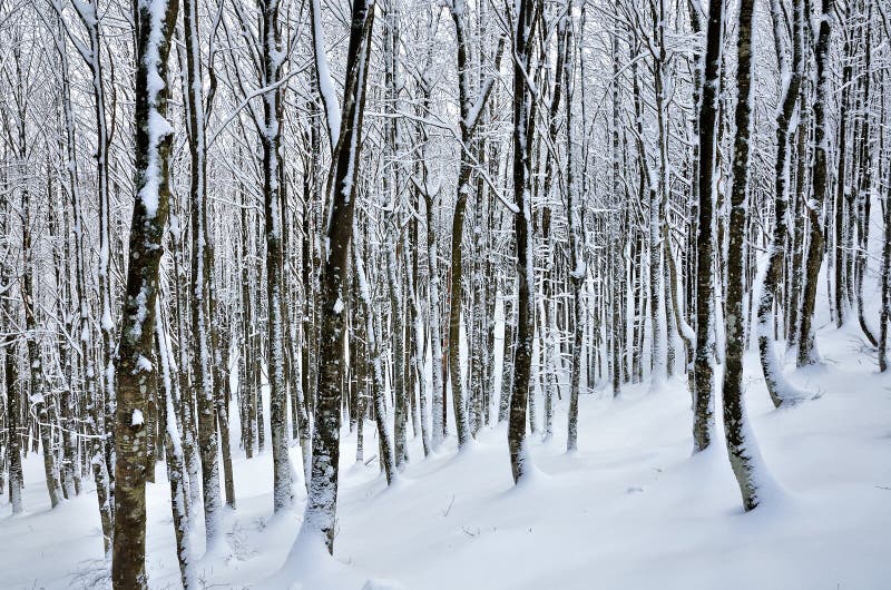 Snowy forest stock image. Image of crisp, cool, cold - 79362505