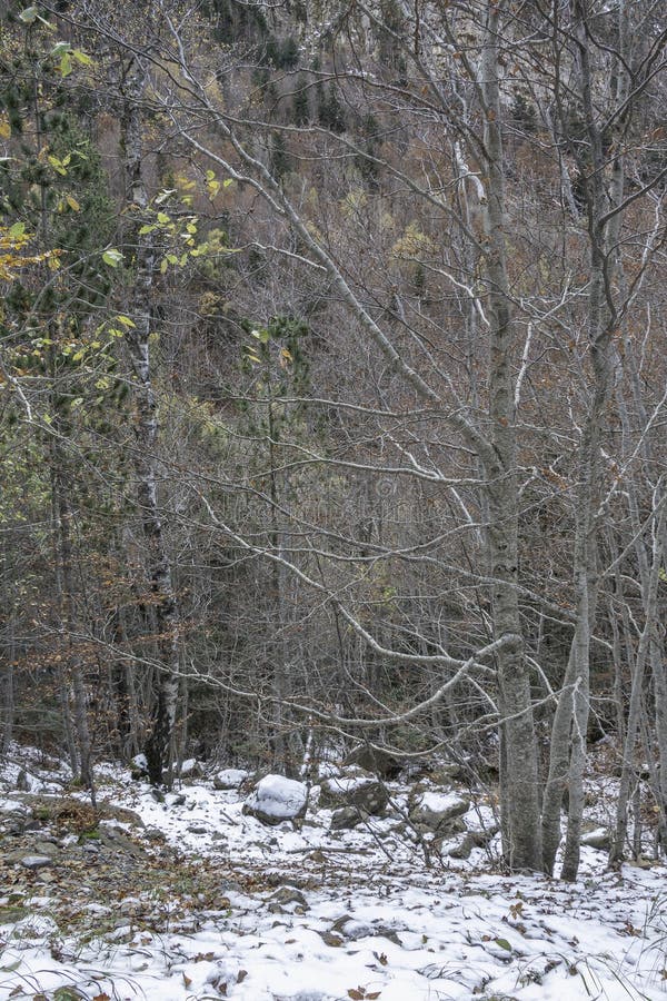 Snowy Forest in Autumn stock image. Image of branch - 173553101
