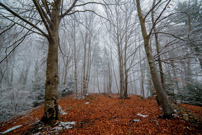 Snowy forest stock photo. Image of morning, snowy, landscape - 124823118