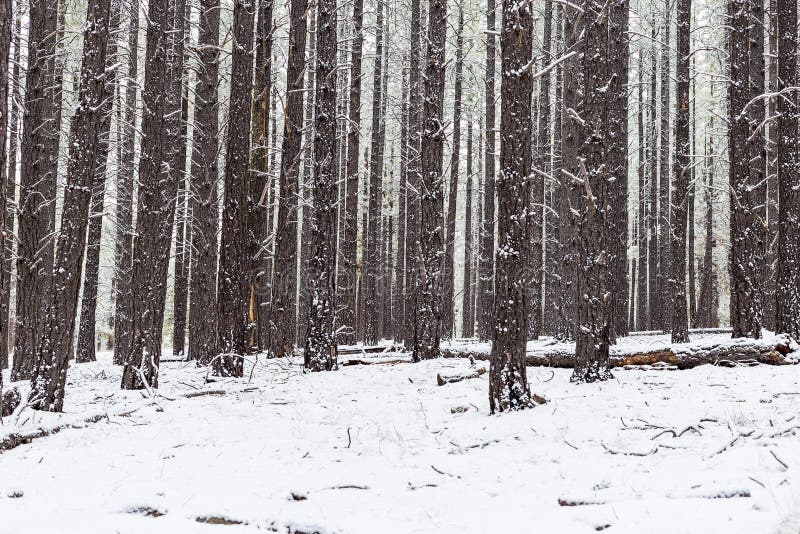 Snowy forest background stock photo. Image of element - 83570278