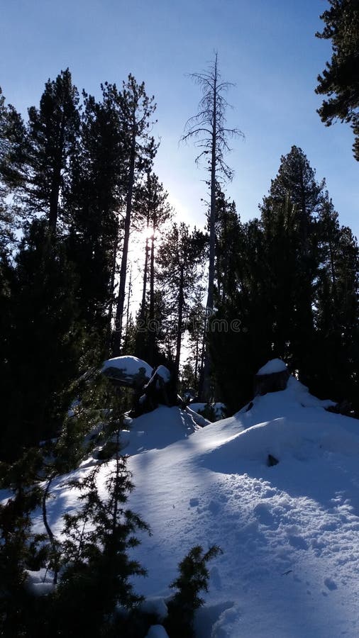 Snowy Forest between Broken Branches of Trees in a Typical Winter Image ...