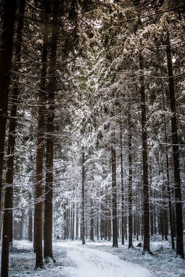 Snowy forest stock image. Image of dutch, creepy, peaceful - 96733853