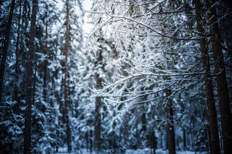 Snowy forest stock photo. Image of skittish, snowy, rainy - 96734014