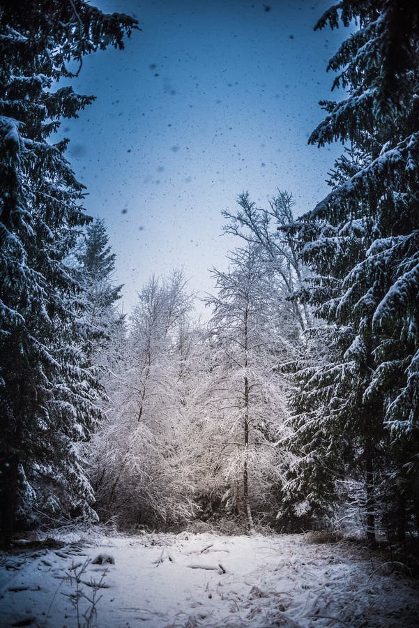 Snowy forest stock image. Image of skittish, mystery - 96734185