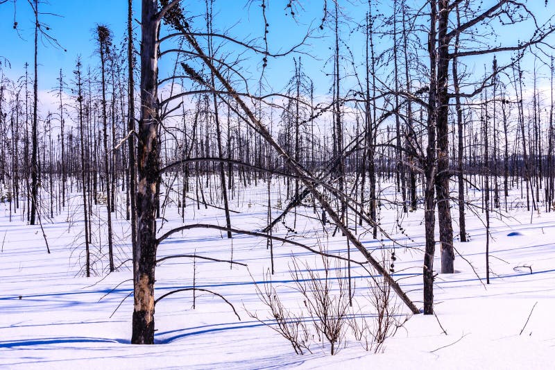 A Snowy Forest with Dead Trees and a Blue Sky Stock Photo - Image of ...