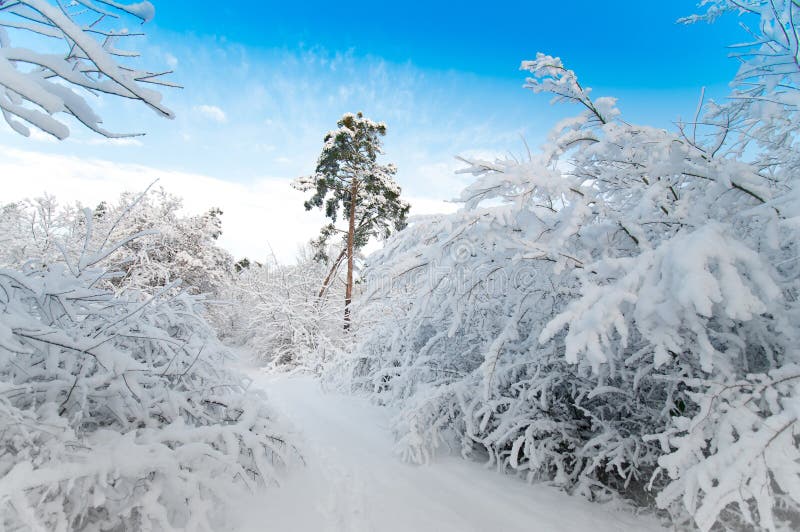 Snowy forest in December stock photo. Image of skyine - 48077490