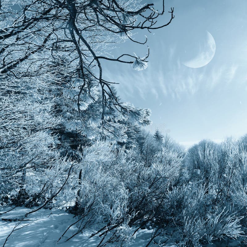Snowy forest in december stock photo. Image of blue, light - 34988326