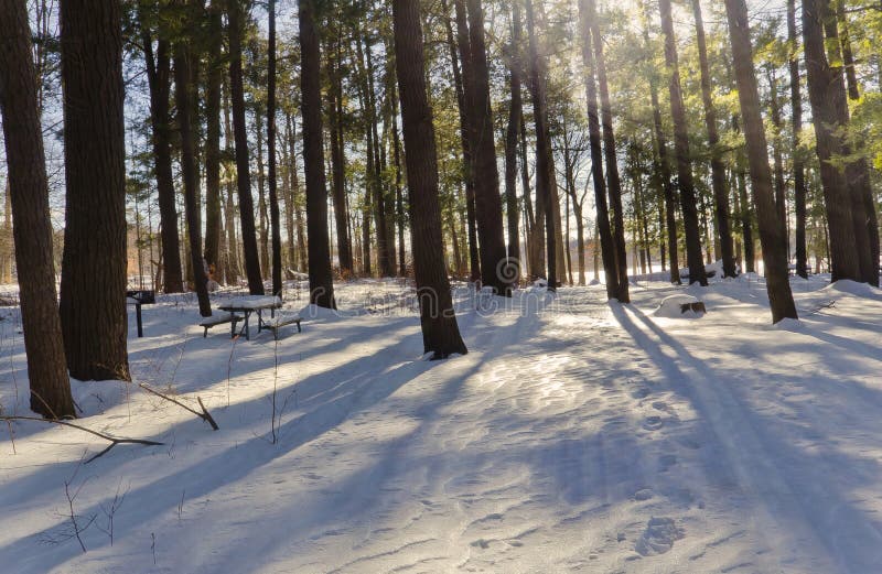 Snowy Forest at Dusk stock image. Image of evergreen - 50098117