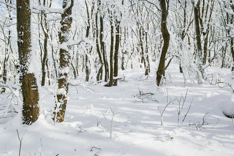 Snowy forest stock photo. Image of scenic, solitude, bright - 49863756