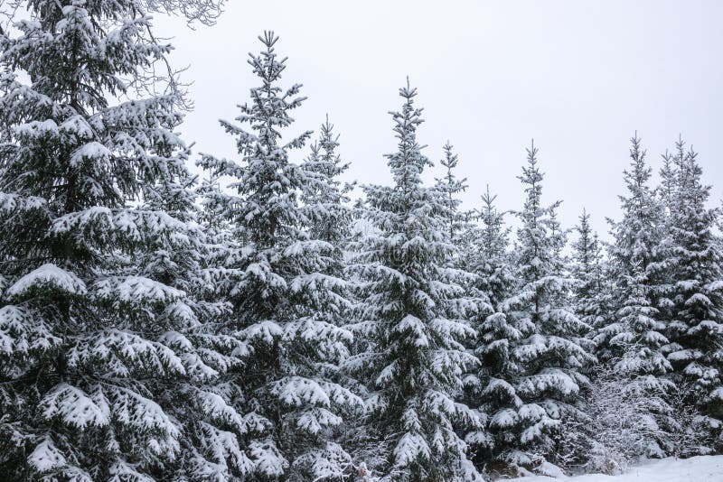 Snowy forest. stock image. Image of covered, cold, vacation - 141016111