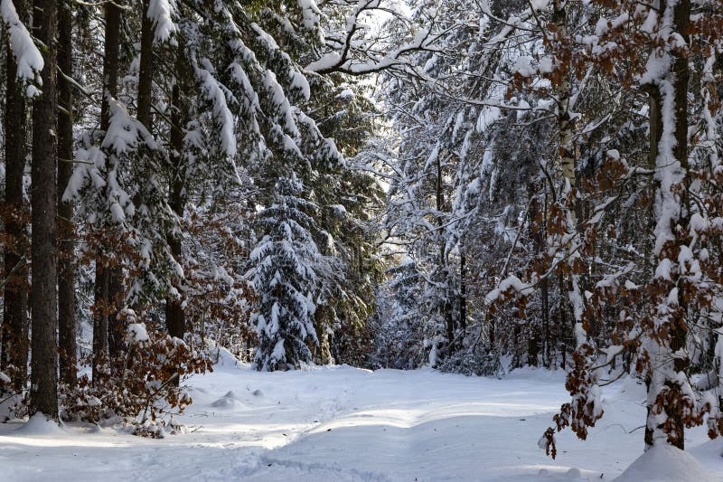 Snowy Forest after Heavy Snowfall in Central Europe Stock Photo - Image ...