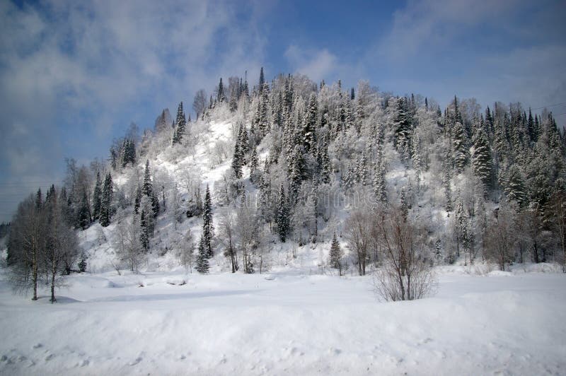 Snowy forest on the hill stock image. Image of white, landscape - 4947245