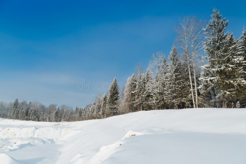 The Snowy Forest in January Stock Image - Image of snowy, january: 75446861