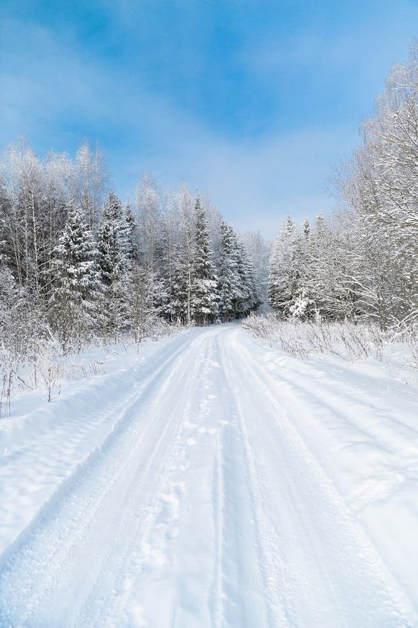 The Snowy Forest in January Stock Photo - Image of snowy, scenic: 75536198