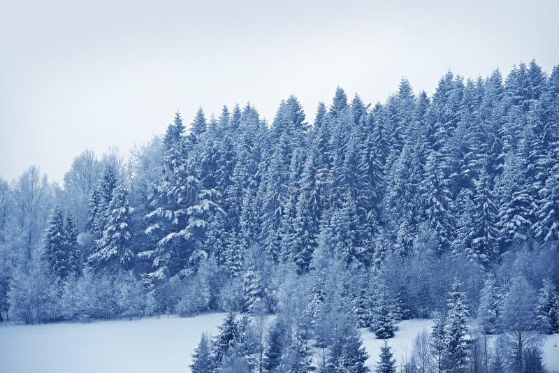 Snowy Forest Landscape stock image. Image of snowing - 29229471