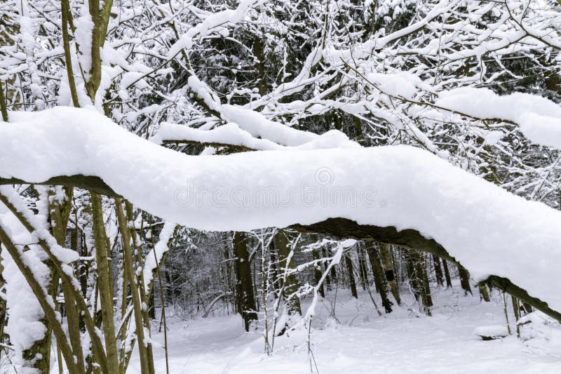 Snowy Forest Landscape with Tree Branches Covered with Fresh Snow ...