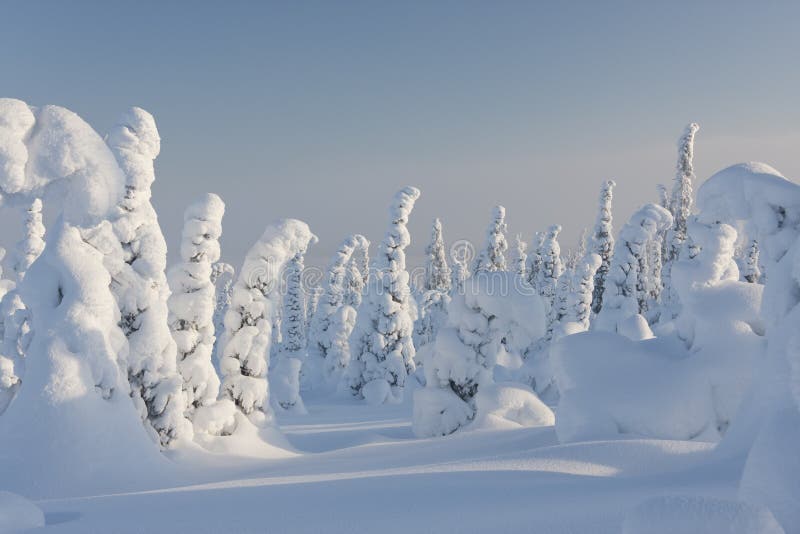 Snowy Forest in Lapland, Finland Stock Photo - Image of flora, arched ...