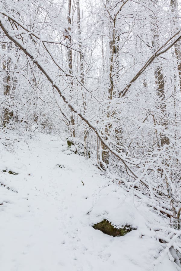 Snowy forest with a path stock photo. Image of white - 259953902