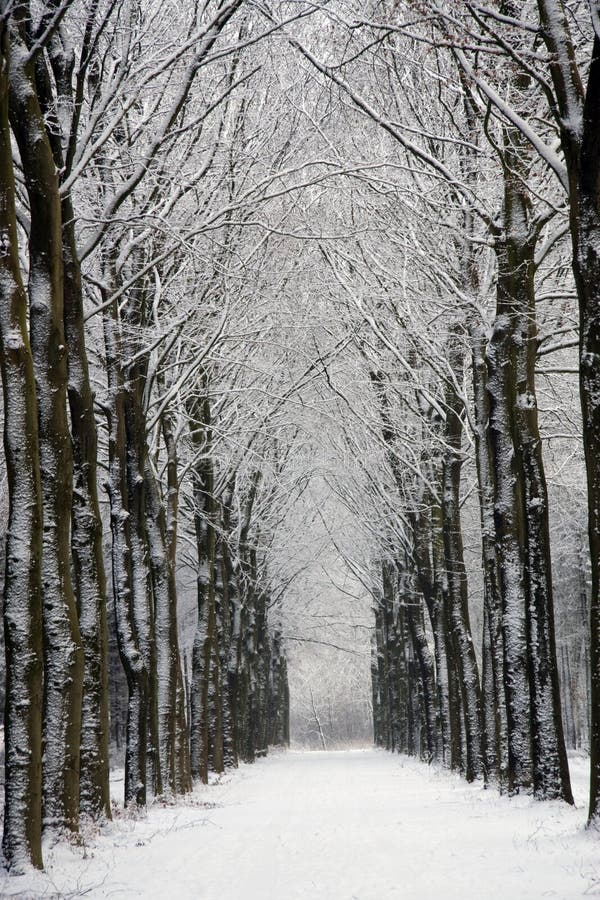 Snowy forest path stock photo. Image of snowfall, forest - 28129966