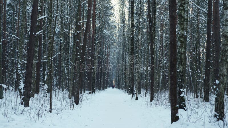 A Snowy Forest Path, with Distant Figures, Leads To a Vanishing Point ...
