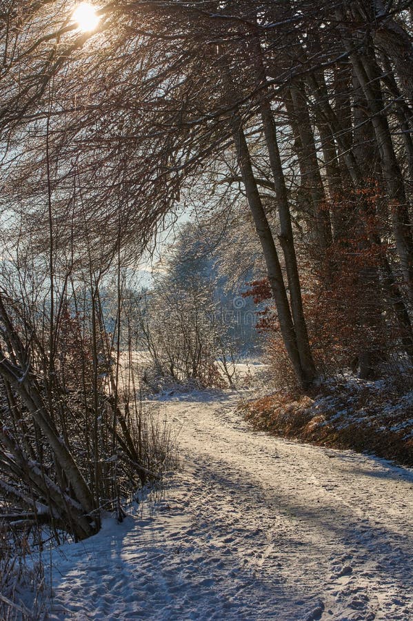 Snowy Forest Path Leading through a Sunny Winter Forest. Sunny Day in a ...