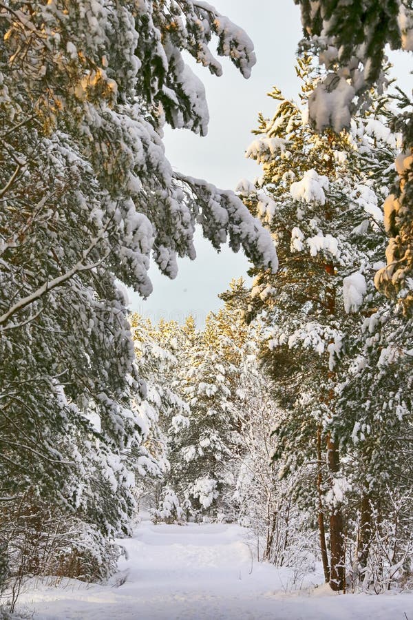 Snowy forest stock image. Image of norwegian, snowfall - 166387747