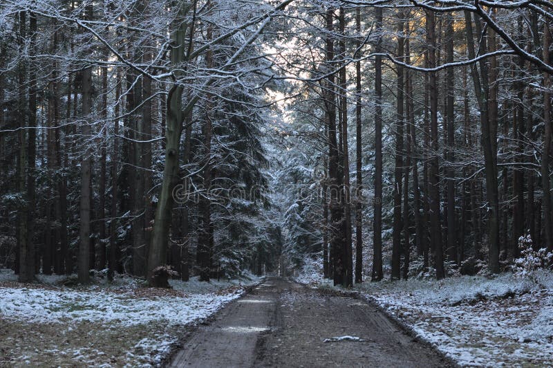 Snowy Forest stock image. Image of forest, time, plants - 42529181