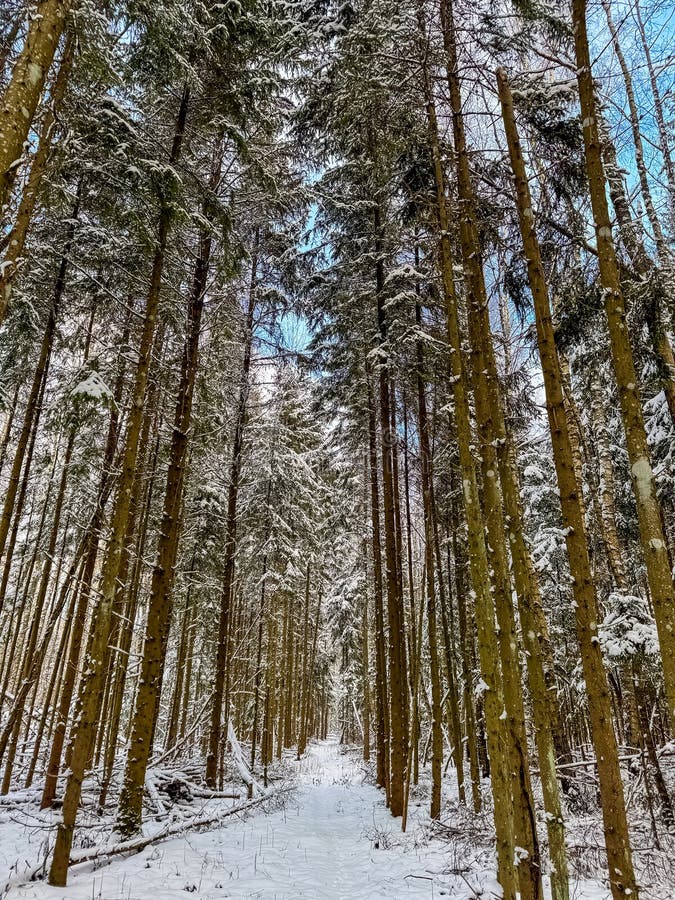 A Snowy Forest Path with Trees Covered in Light Snow during Winter ...