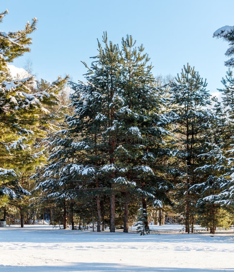 Pine Trees in the Forest in the Snow in Winter Stock Image - Image of pine, wilderness: 310294047