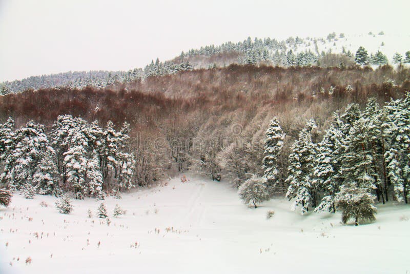Snowy Forest Road - Abant - Bolu - Turkey Stock Photo - Image of nsnowy ...