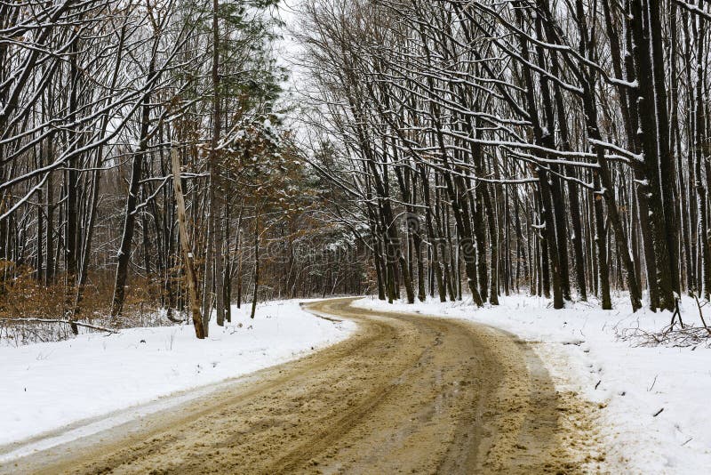 A snowy forest road stock photo. Image of scene, snowy - 110517280