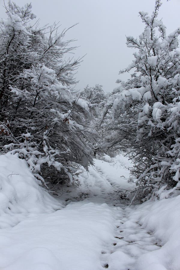 Snowy Forest Road among the Trees. Snowy Day Stock Image - Image of ...