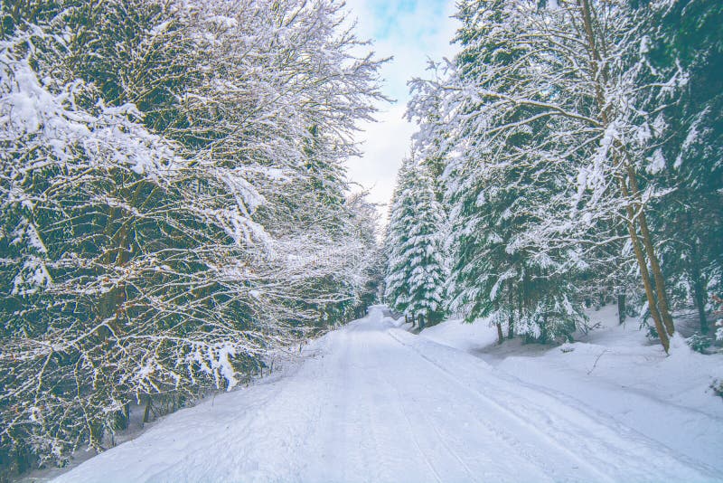 Snowy Forest Road during the Winter Stock Image - Image of scene ...