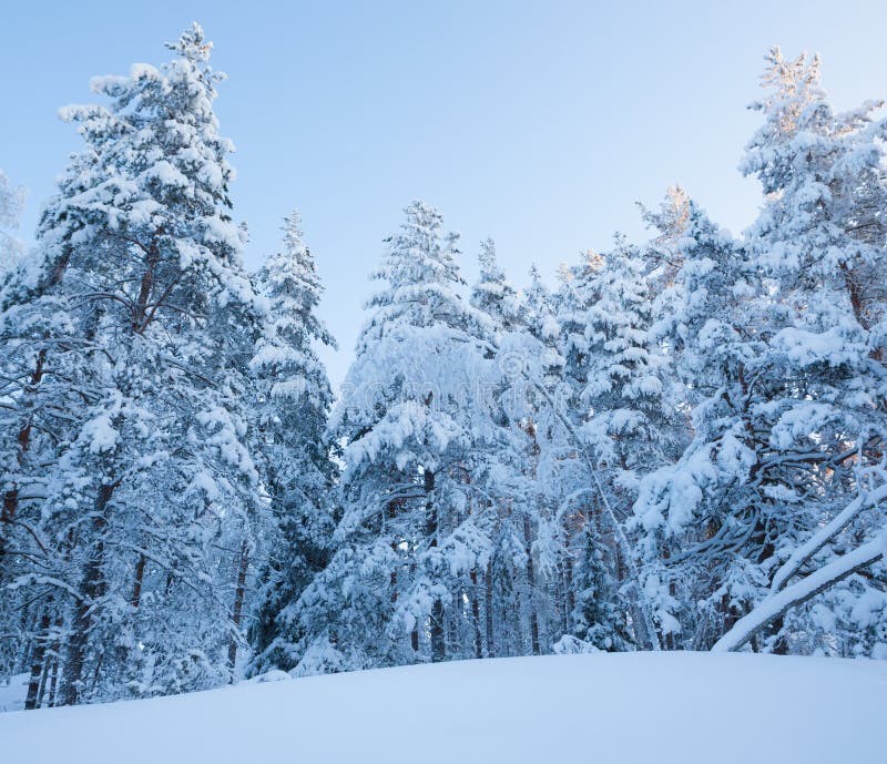 Snowy forest stock image. Image of scenery, natural, holiday - 38353227