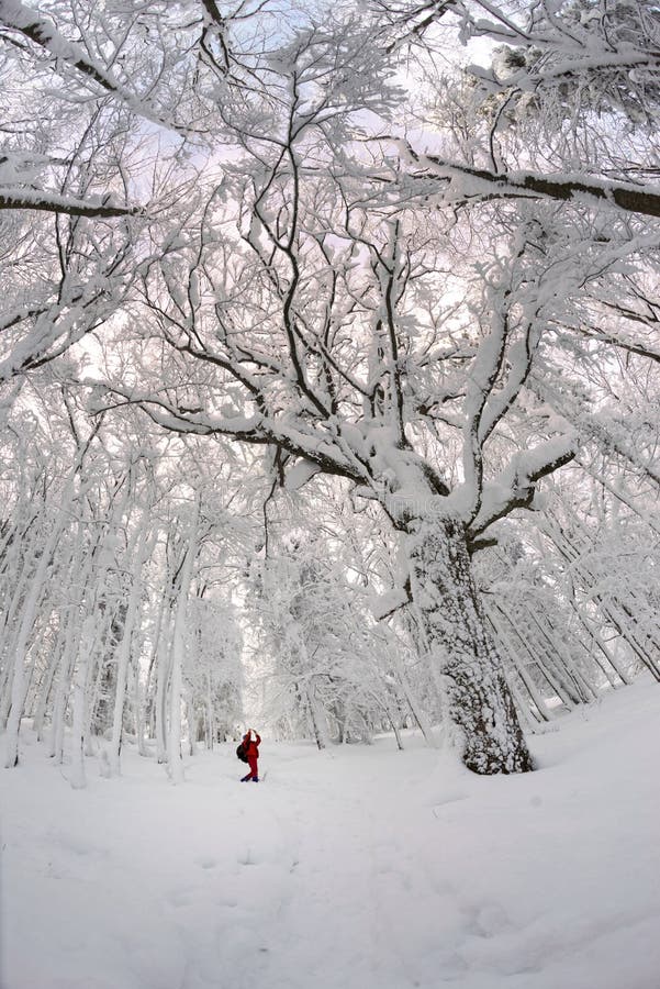 Snowy Forest and Sky in Perspective Stock Photo - Image of rural ...