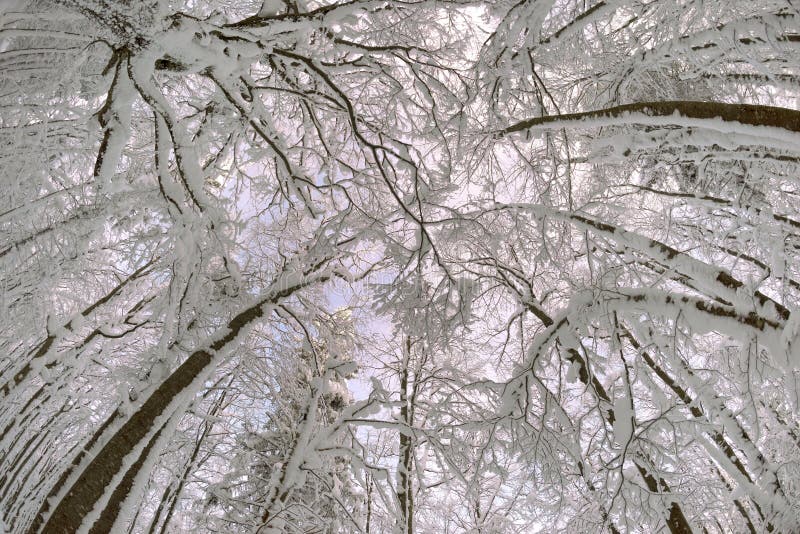 Snowy Forest and Sky in Perspective Stock Image - Image of covered ...