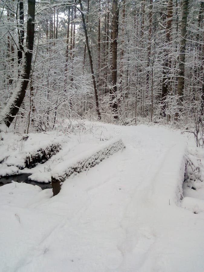 Snowy Forest and a Small Bridge Over the Stream Stock Photo - Image of ...