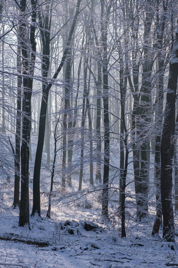 Snowy Forest with Soft Sunlight, Snow on the Branches of Old Beech ...
